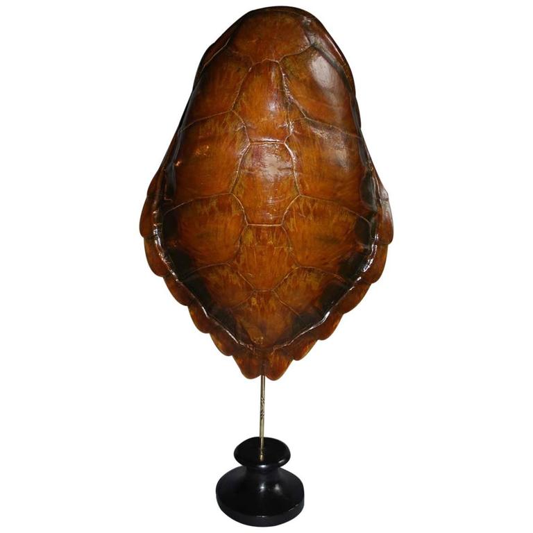 Extremely Large 20th Century Sea Turtle Shell Shield on Stand For Sale ...