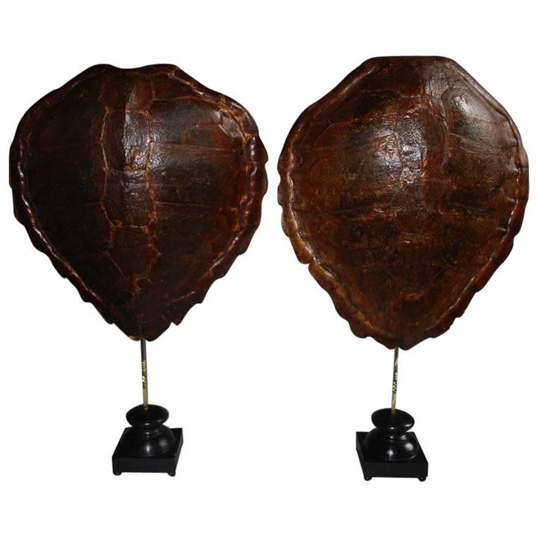 20th Century Wall Lights or Table Lamps Made from Sea Turtle Shells ...