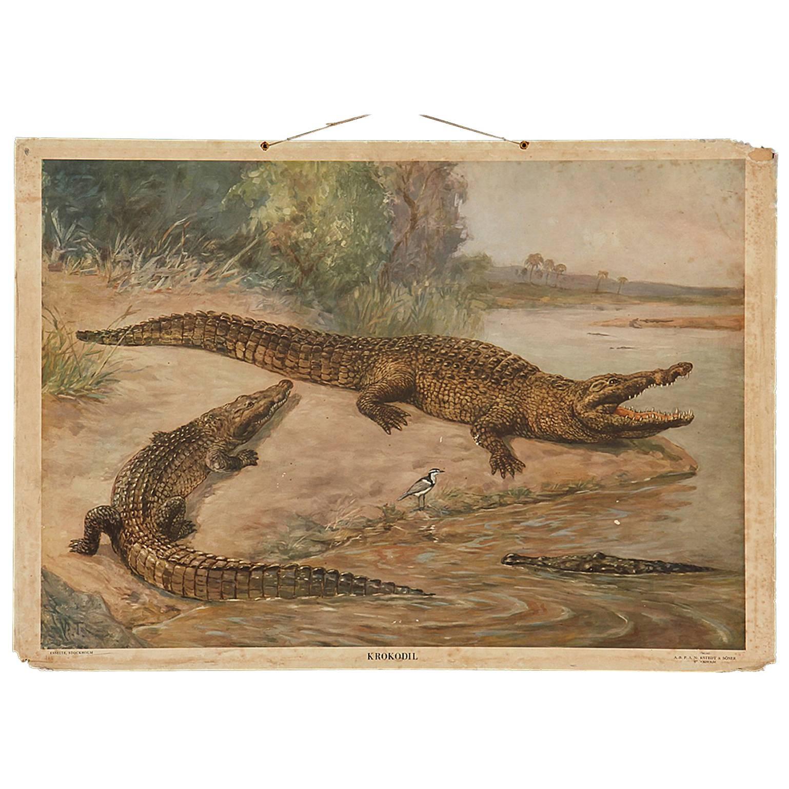 Antique German School, Teaching Chart, Poster "Crocodiles" at 1stDibs