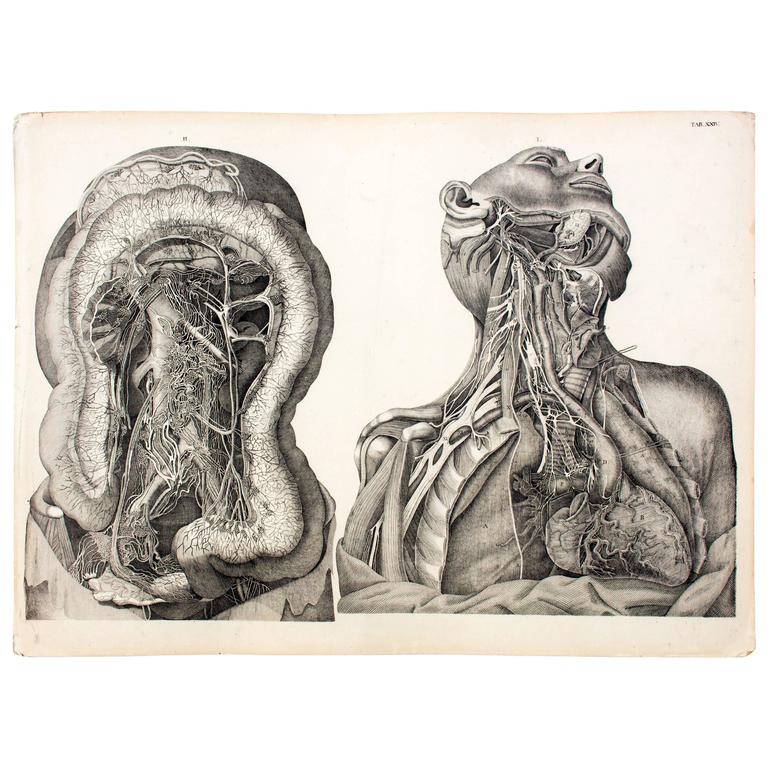 Vintage Anatomical School, Teaching Chart, M.J. Weber, 1830 For Sale at ...