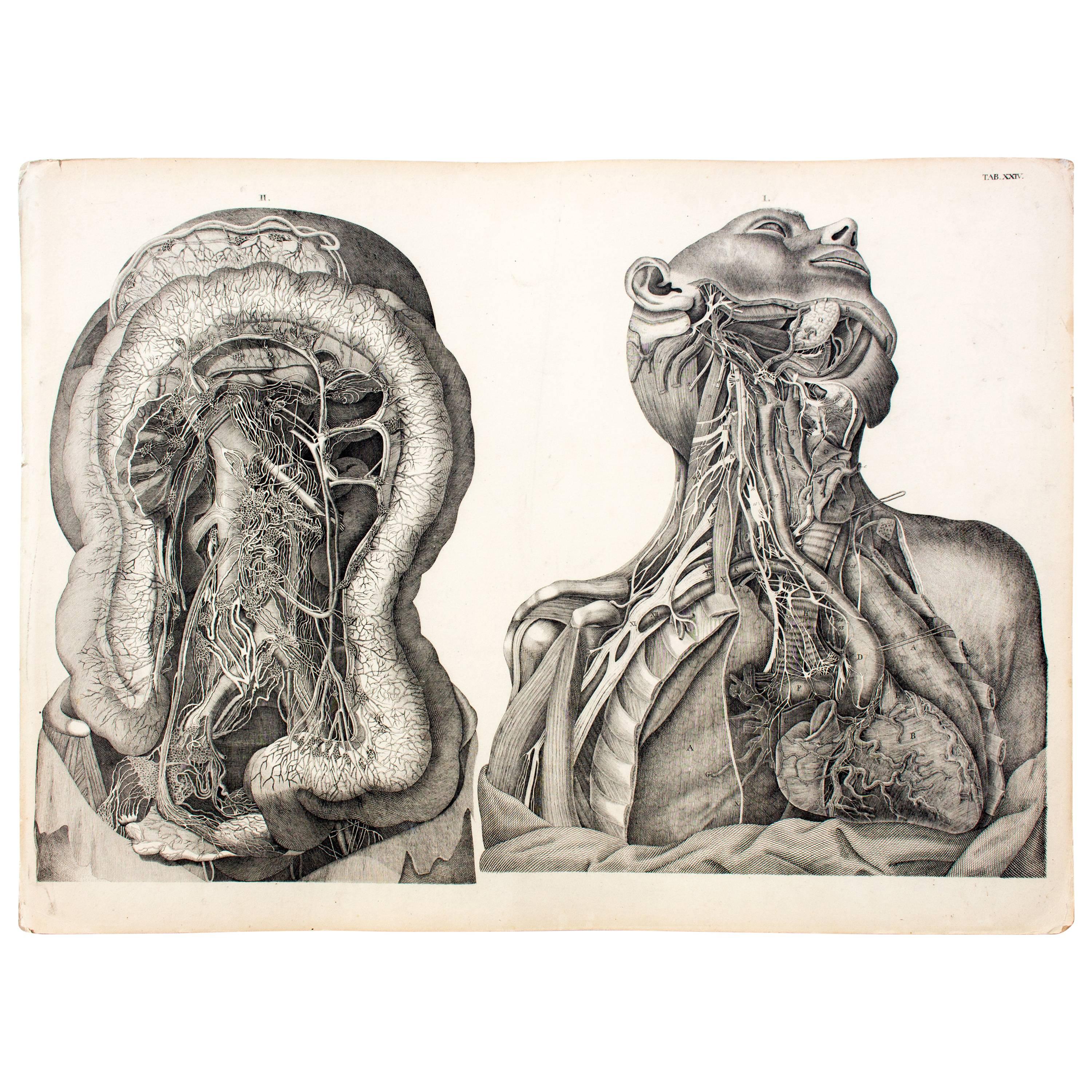 Vintage Anatomical School, Teaching Chart, M.J. Weber, 1830 For Sale at ...