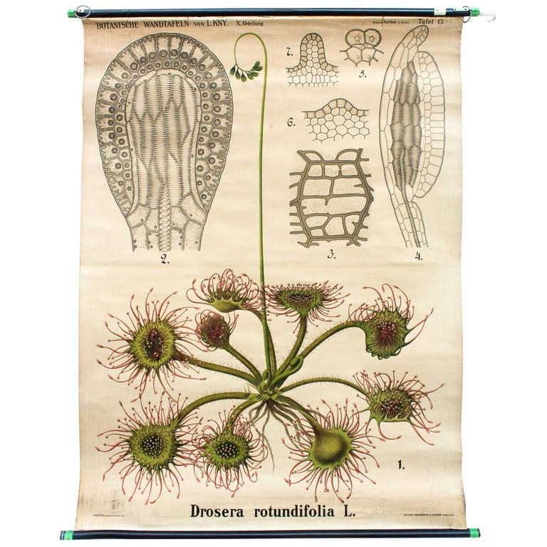Wall Chart, Leopold Kny Sundew, Drosera, Published by Paul Parey in ...