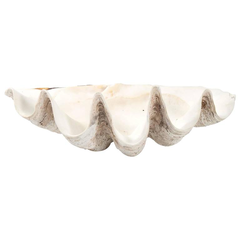 Large Clam Shell at 1stDibs | large clam shell planter