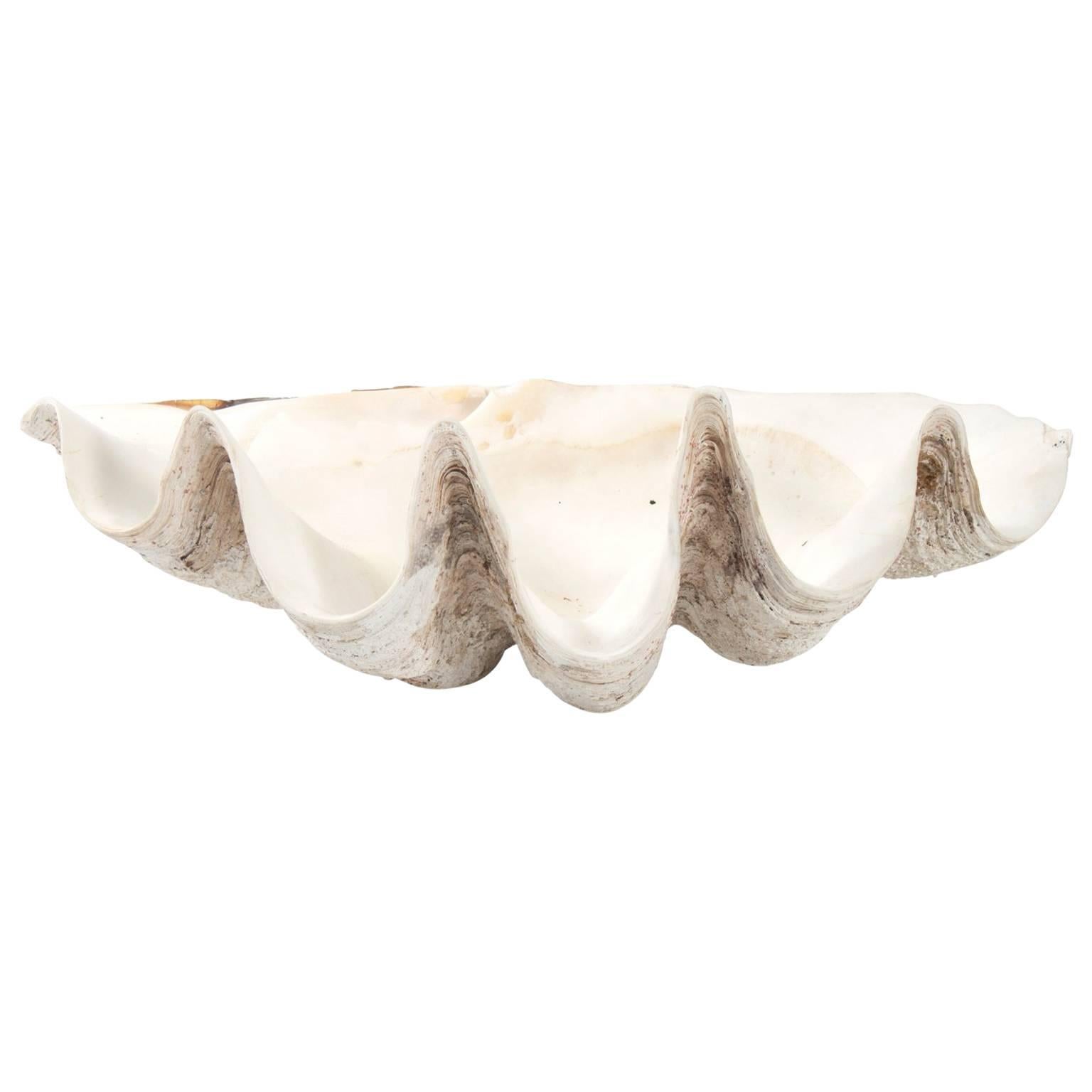 Large Clam Shell at 1stDibs | large clam shell planter