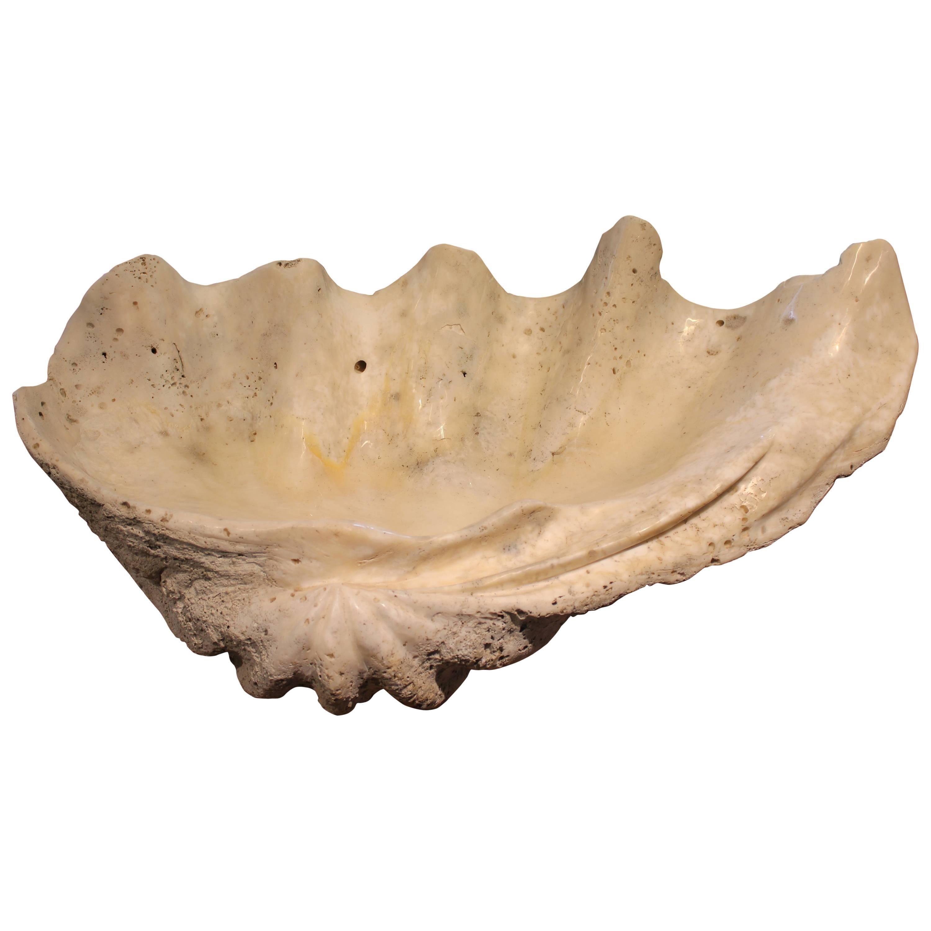 South Pacific Sumatran Clam Shell at 1stDibs