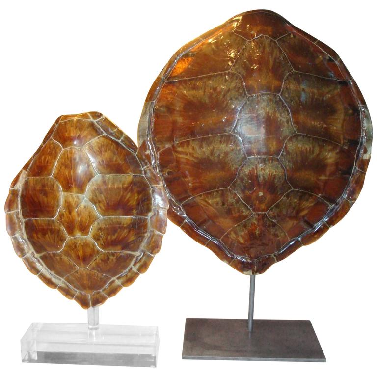 Pair of Antique Sea Turtles on Stands at 1stDibs