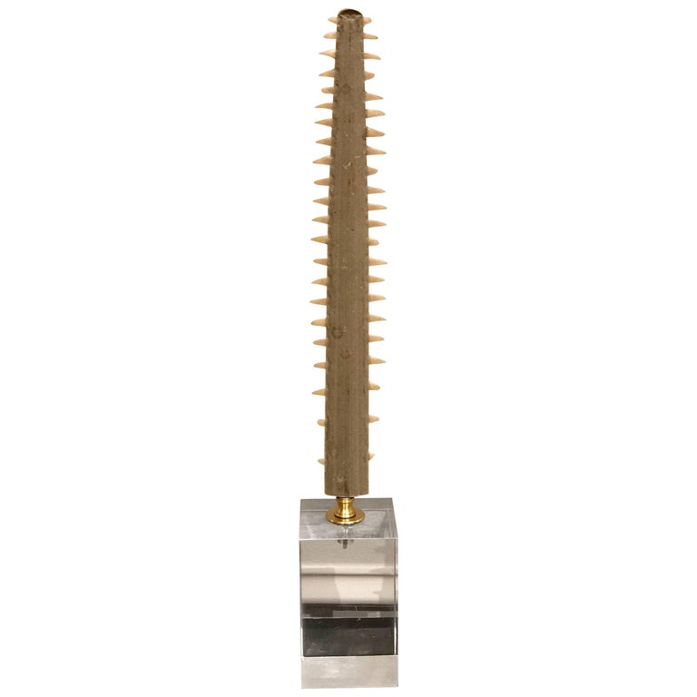 Specimen Sawfish Rostrum Sculpture at 1stDibs