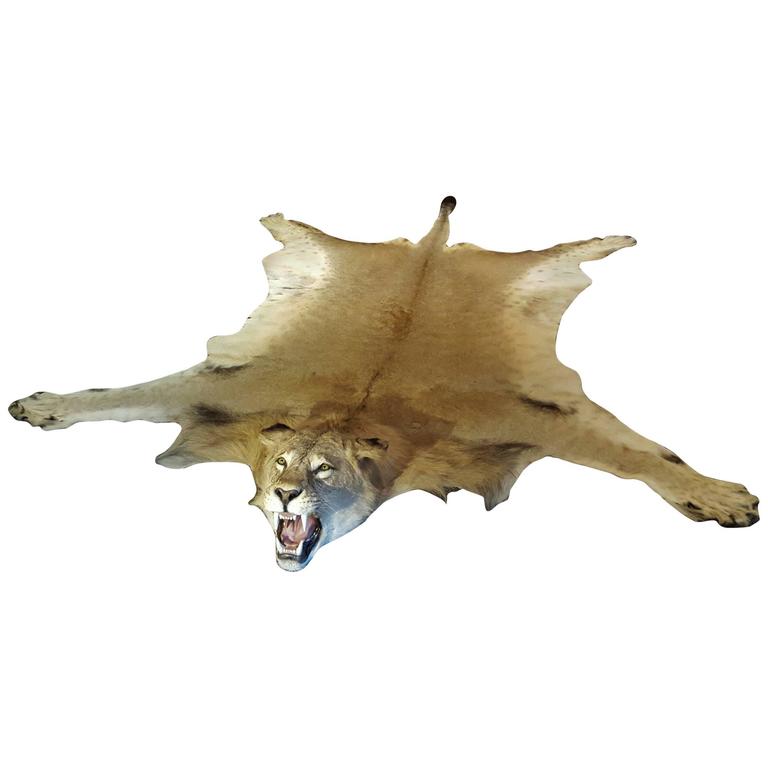 Beautiful Lion Panthera Leo Skin Rug Taxidermy at 1stDibs | lion head ...