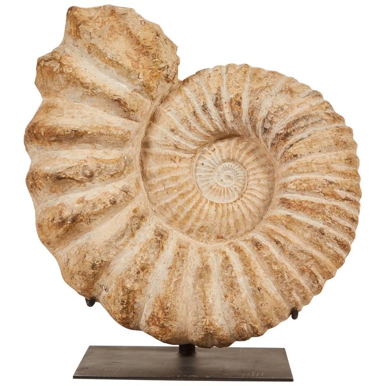 Moroccan Ammonite Stone on Stand at 1stDibs