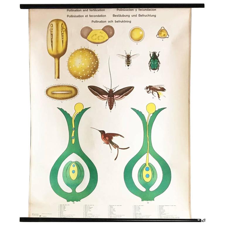 1970s Botanical Pull Down Poster For Sale at 1stDibs