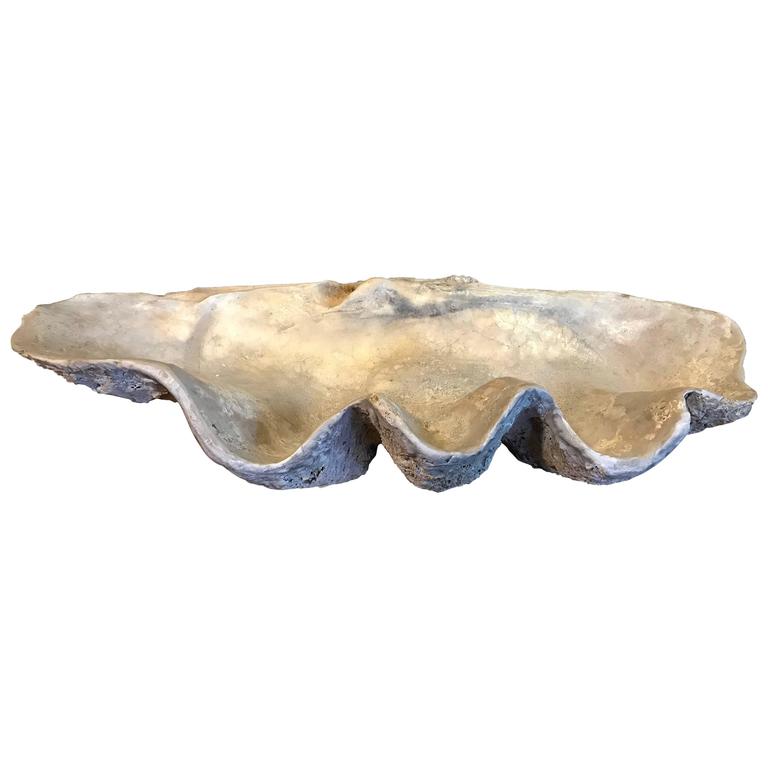Giant Clam 'Tridacna Gigas' Fossil at 1stDibs | giant clam fossil