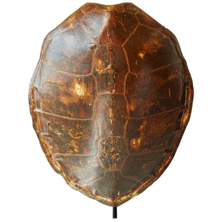 Early 20th Century Giant Tortoise Shell from South America at 1stDibs