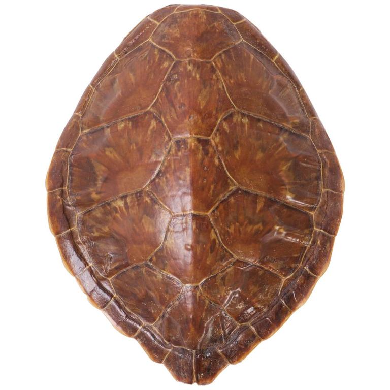 Antique Turtle Shell at 1stDibs | antique sea turtle shell for sale ...