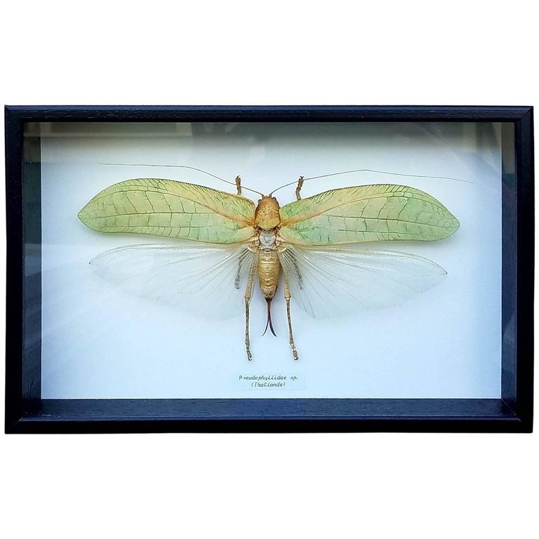 Exceptional Insect Taxidermy Mounted in Glassed Frame at 1stDibs