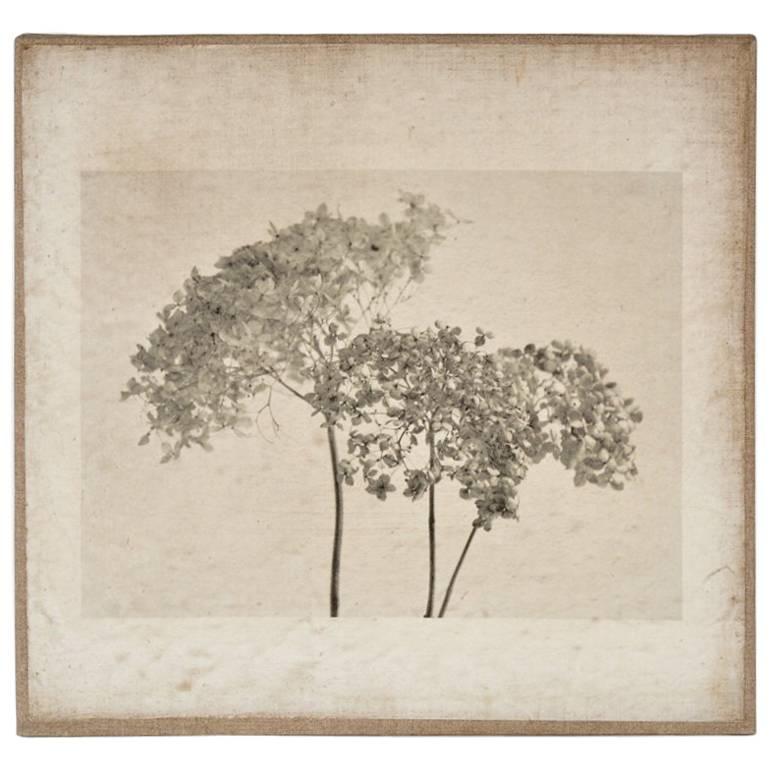 Caesura II Photographic Art Chromogenic Print by Ellen Carey For Sale ...