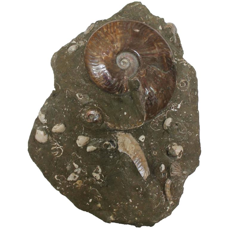 Ammonite Fossil Matrix For Sale at 1stDibs