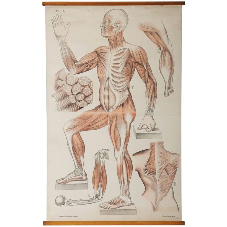 Wall Chart Depicting Human Muscles System For Sale at 1stDibs