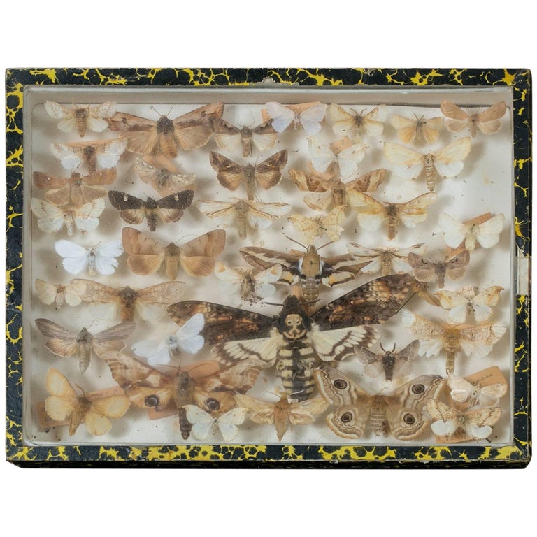 French Collection of Mounted Moths in Specimen Box, circa 1940 For Sale ...