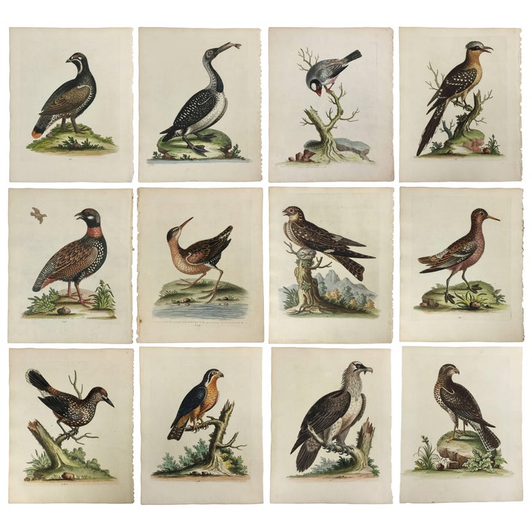 Set of 12 Bird Prints by George Edwards, circa 1750 For Sale at 1stDibs