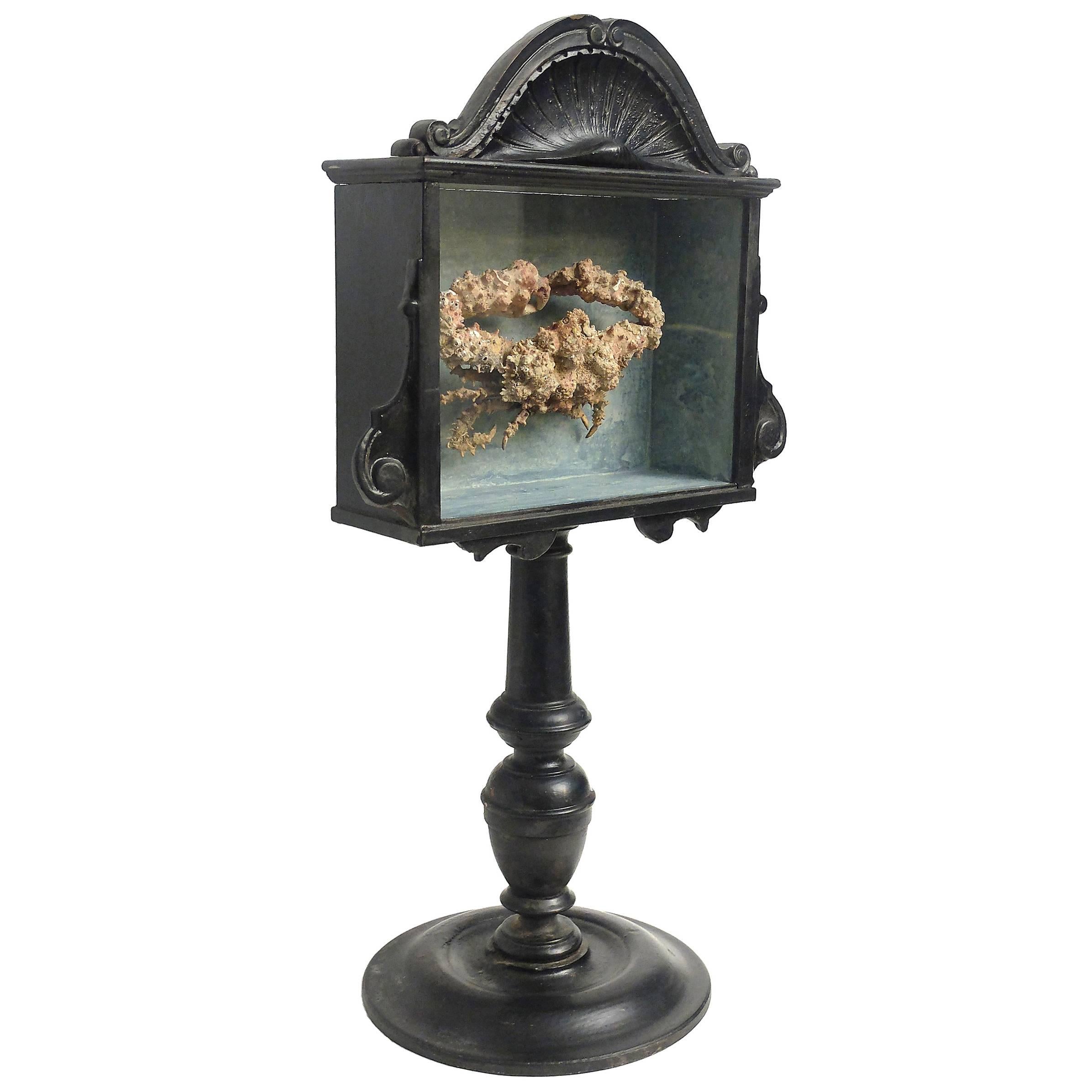 Marine Wunderkammer Natural Specimen, Crab, Italy, circa 1880 For Sale ...
