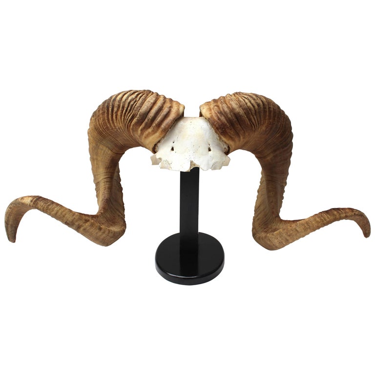 Pair of Mounted Buffalo Horns at 1stdibs