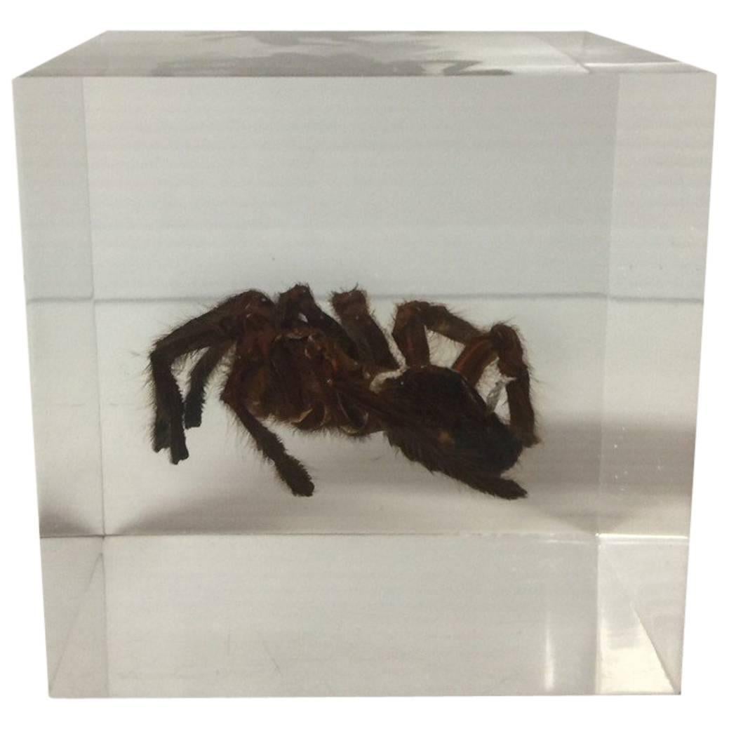 Large Spider Paperweight in Resin Dome For Sale at 1stDibs
