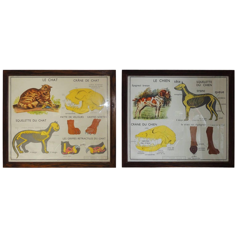 Pair of Antique French School Posters of Cat and Dog at 1stDibs