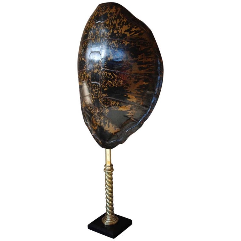 Extremely Large 20th Century Sea Turtle Shell Shield on Stand For Sale ...