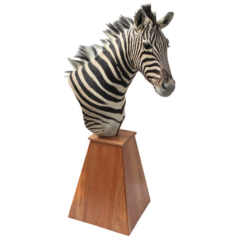 Marlin Skin Mount Taxidermy Fish For Sale at 1stdibs