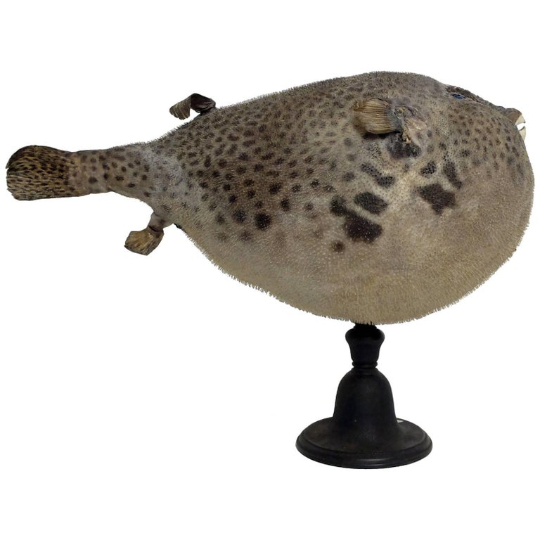 Rare Marine Wunderkammer Specimen, the Puffer Fish Tetraodontide For ...