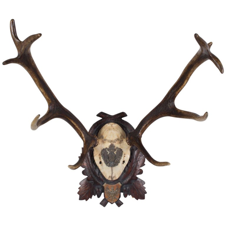 19th Century Habsburg Red Stag Trophy of Emperor Franz Joseph from ...