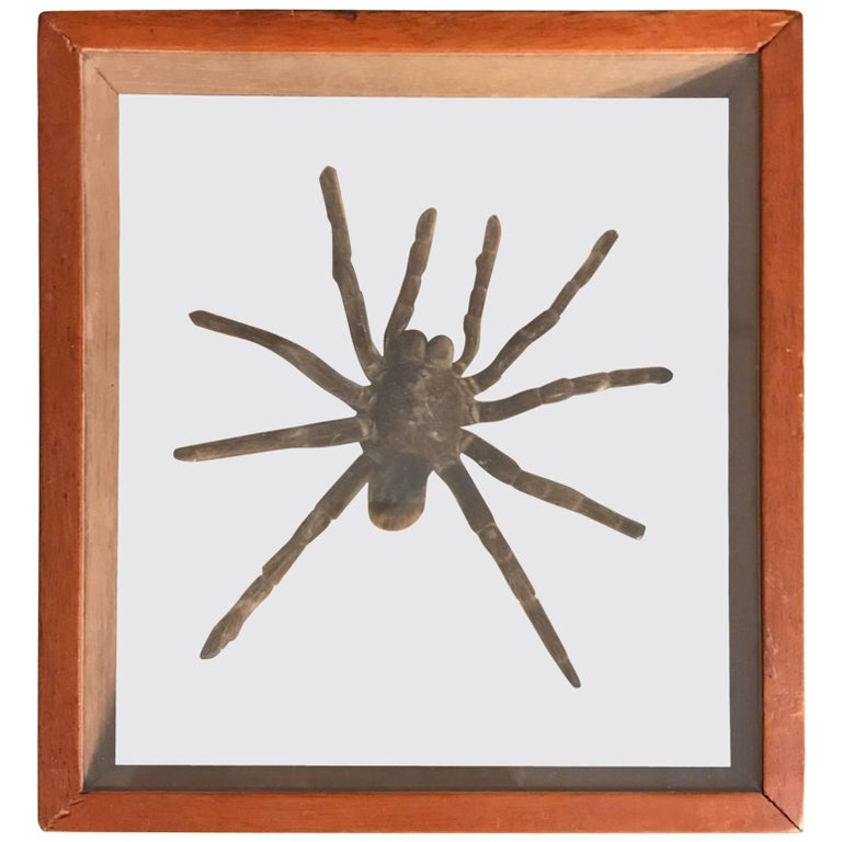 Boxed Display Tarantula Spider Taxidermy For Sale at 1stDibs