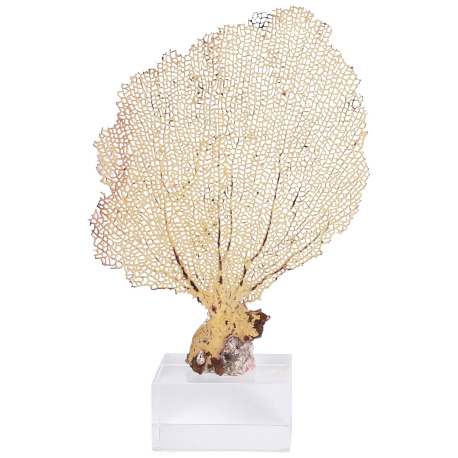 Charming Yellow Sea Fan on Lucite For Sale at 1stDibs
