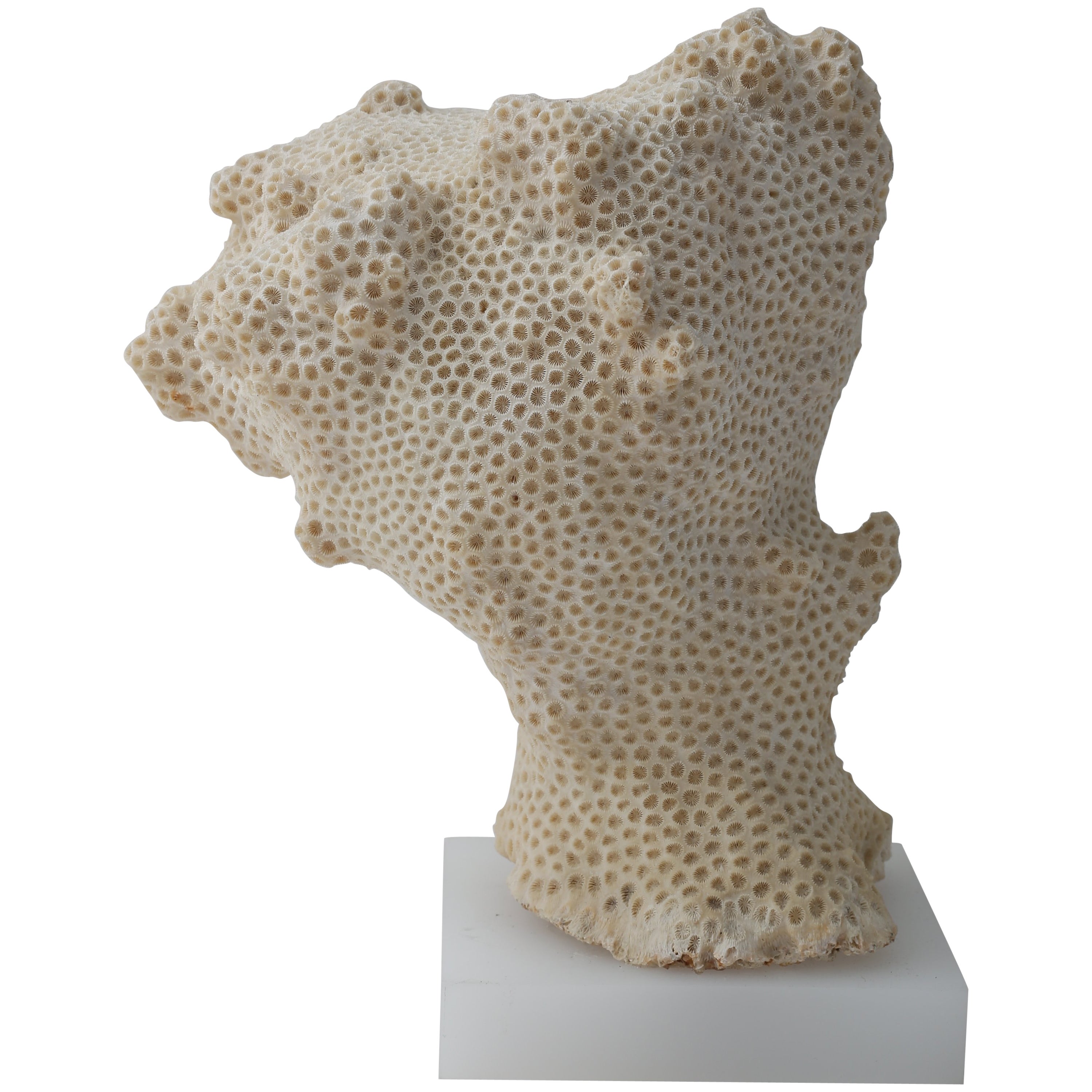 Vintage Real White Coral Specimen For Sale at 1stDibs