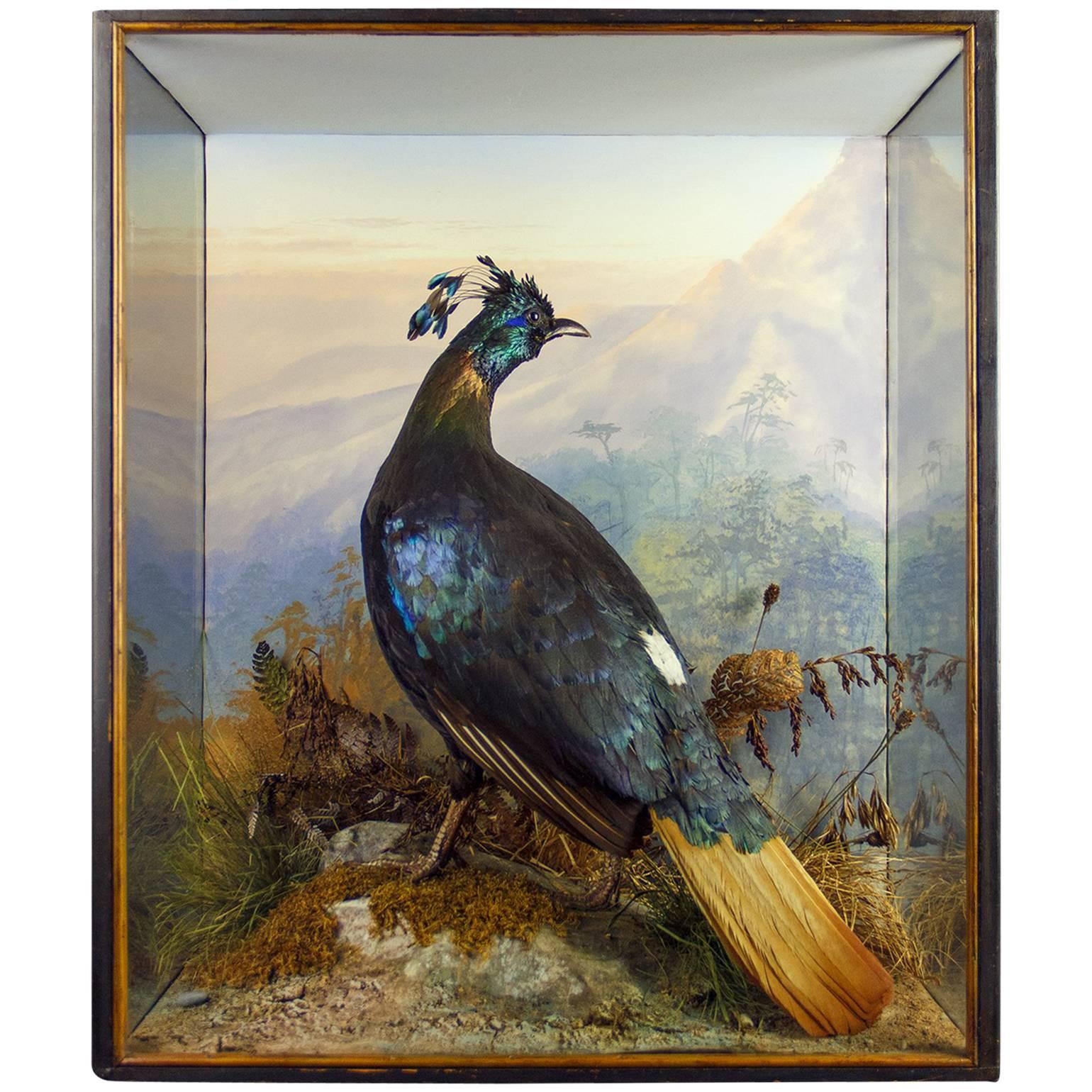 Wunderkammer Natural Specimens - 151 For Sale at 1stdibs