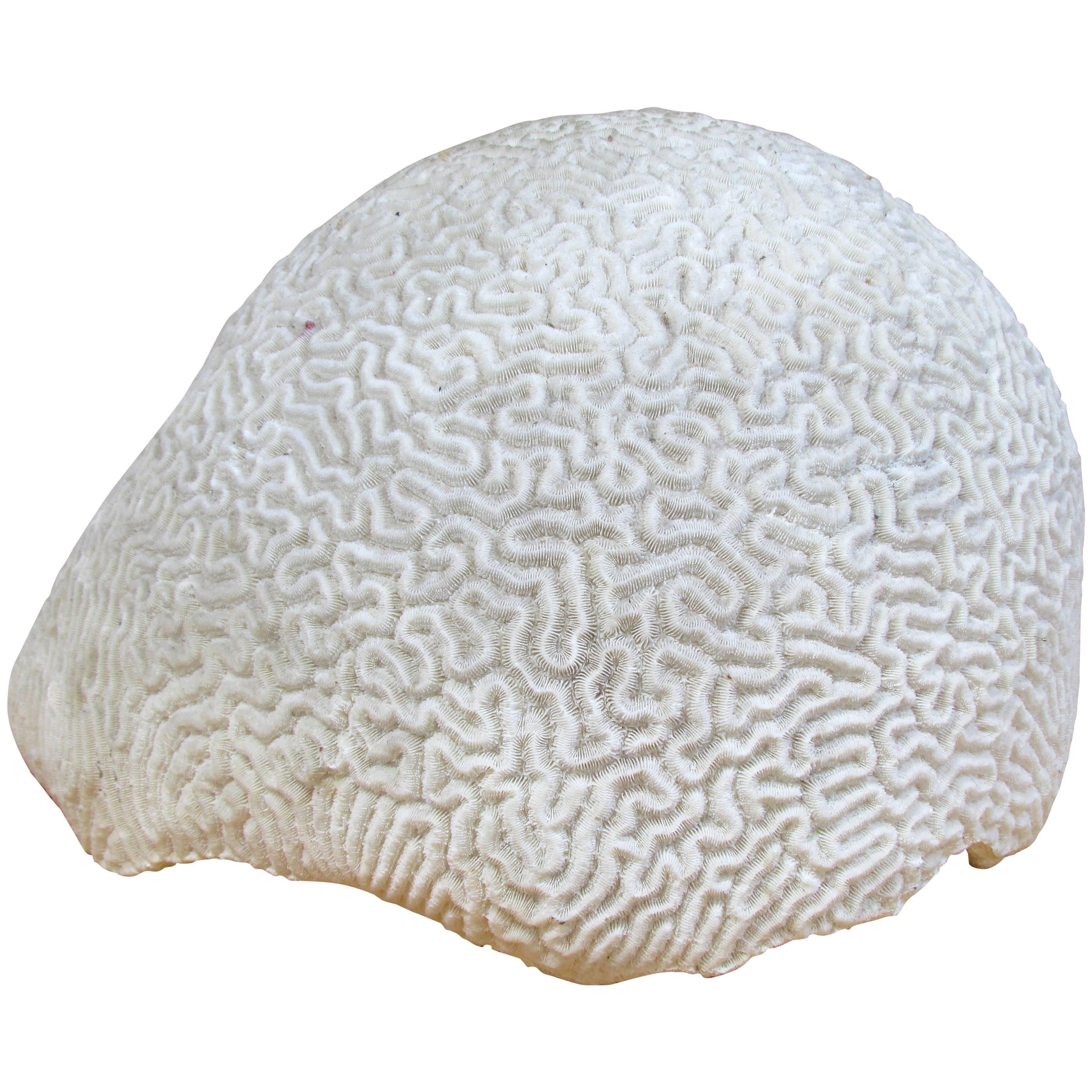 Large Brain Coral at 1stDibs | brain coral for sale