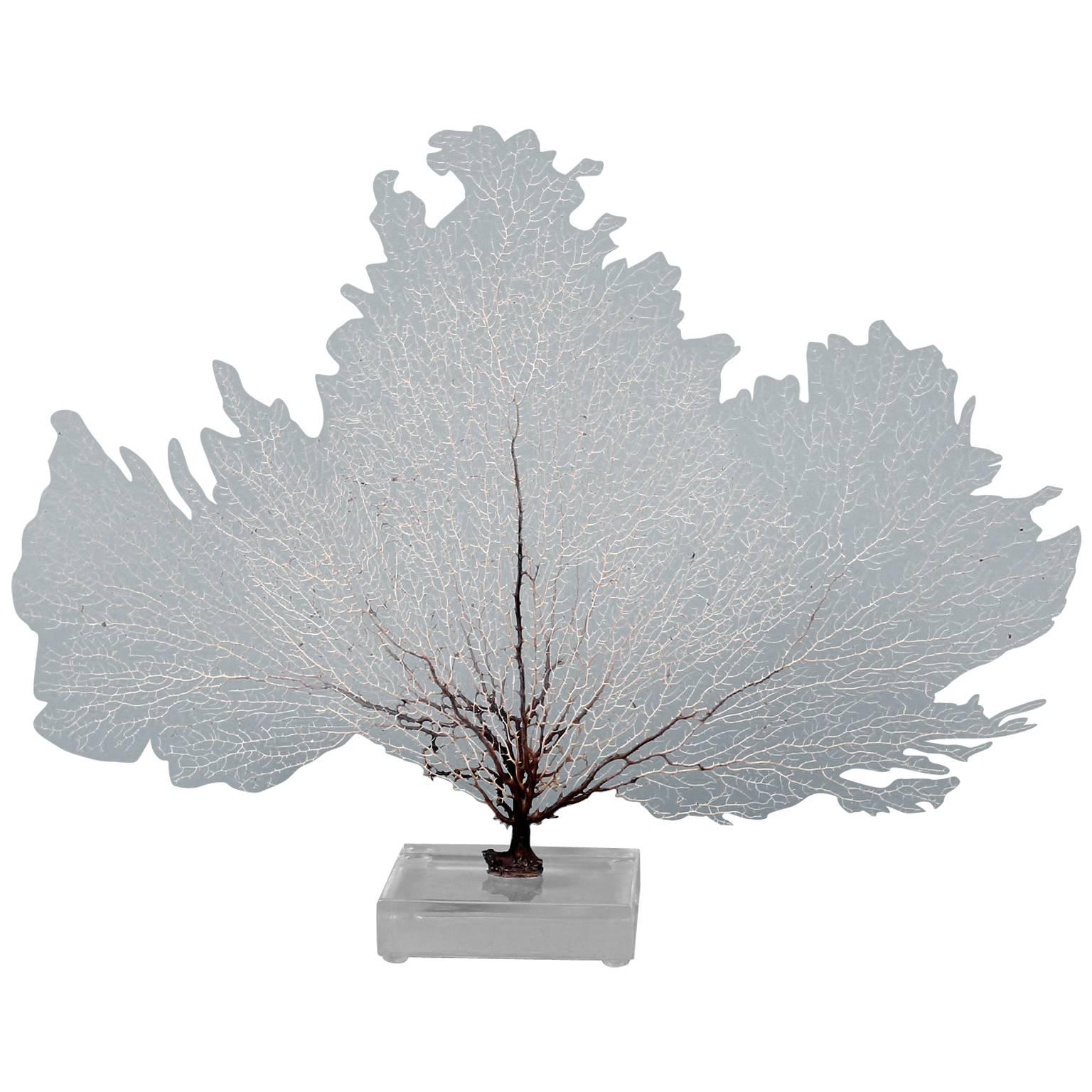 White Sea Fan Mounted on Lucite For Sale at 1stDibs