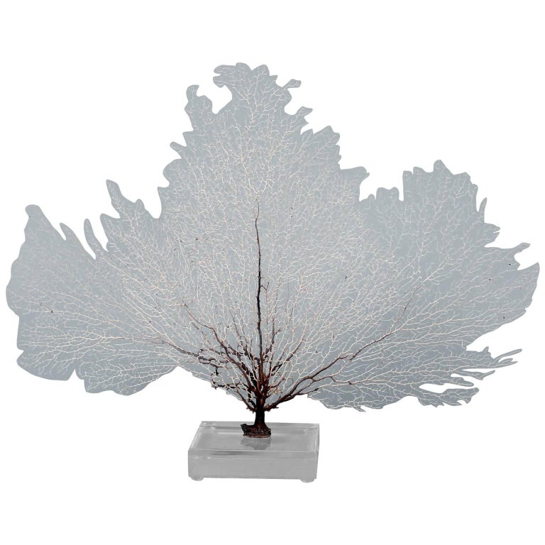 White Sea Fan Mounted on Lucite For Sale at 1stDibs