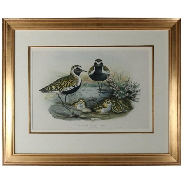 Audubon School Hand Colored Lithograph "Charadrius Pluvialis, Linn ...