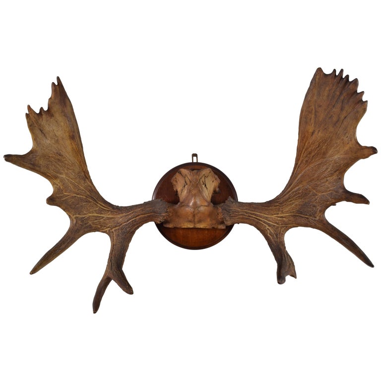 Mounted Pair of Moose Paddles, Early 20th Century at 1stDibs
