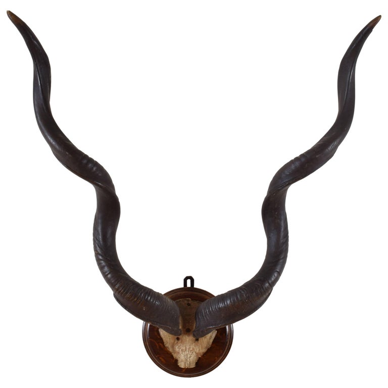 Grand Kudu Partial Skull Mount, Africa, Early 20th Century at 1stDibs ...