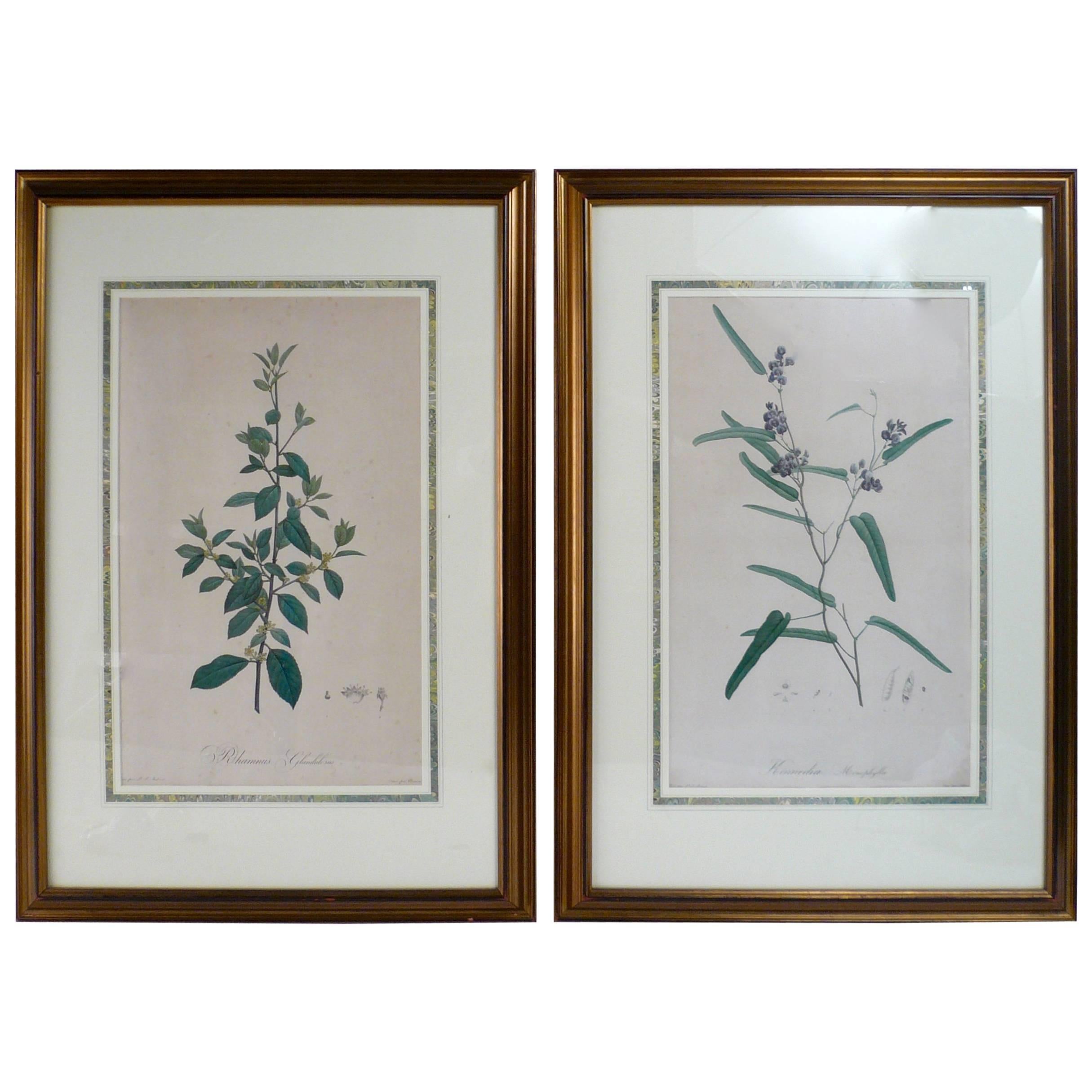 Pair of Framed Botanical Prints by Pierre Joseph Redoute at 1stDibs ...