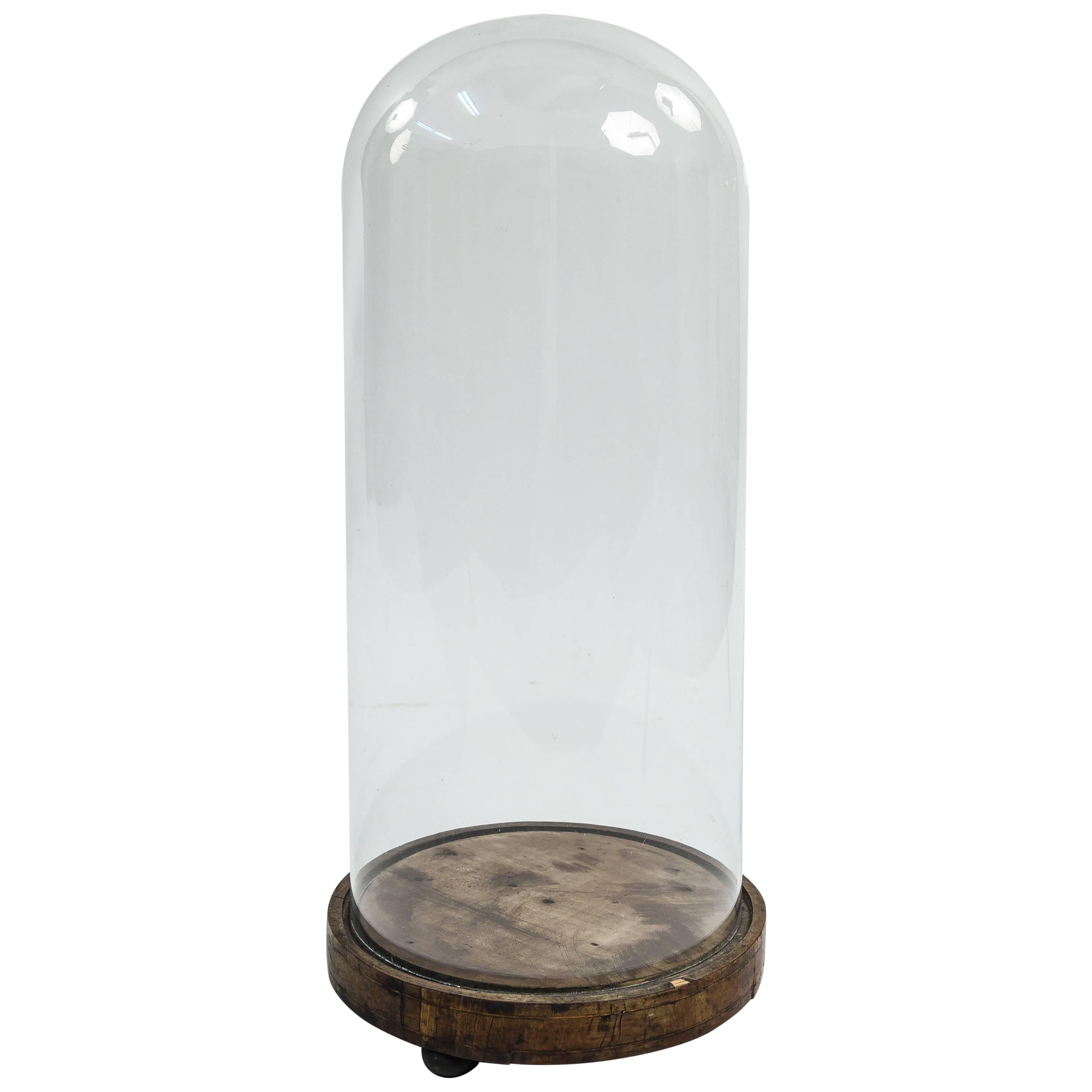Antique 19th Century Glass Display Dome at 1stDibs