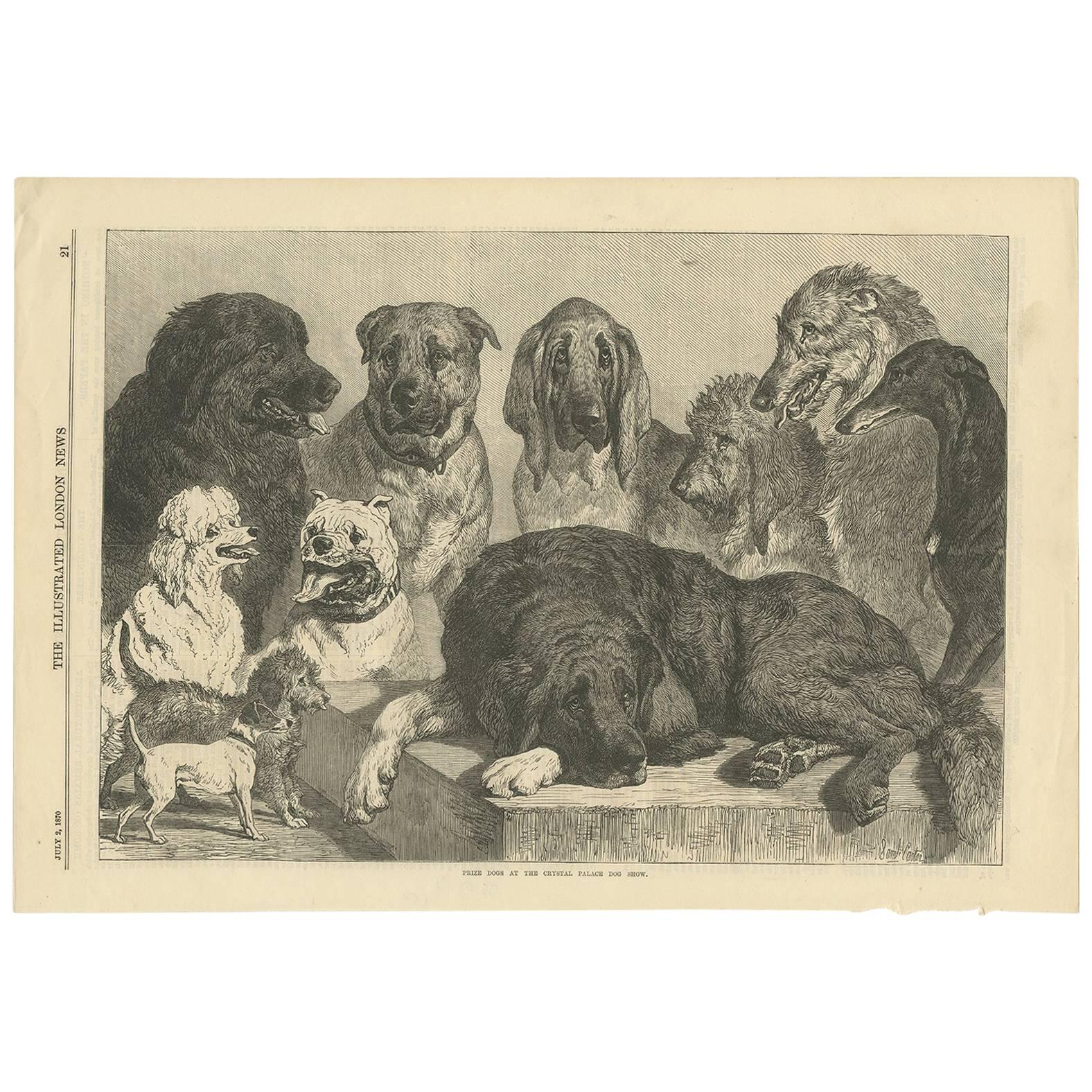 Antique Print of Prize Dogs at the Crystal Palace Dog Show, 1870 at 1stDibs