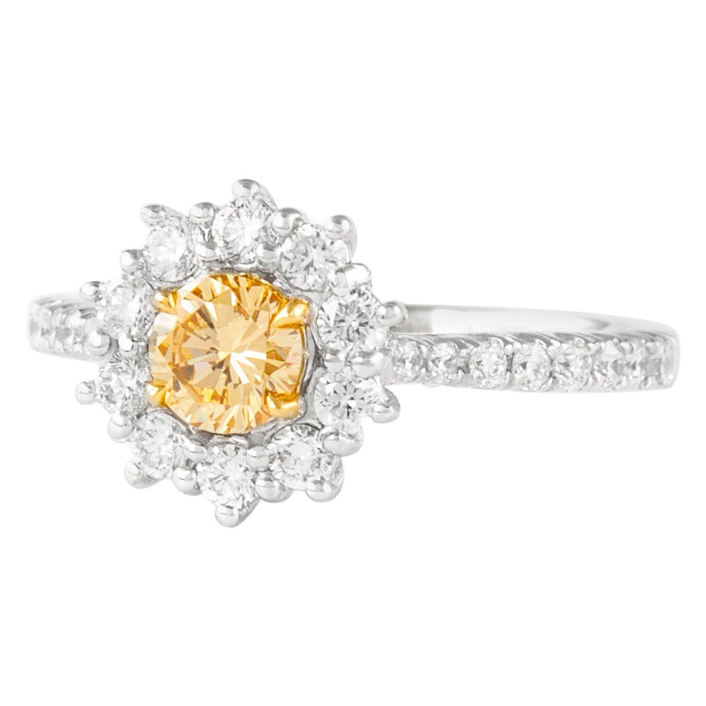 Alexander 2.66ctt Fancy Yellow Oval Diamond with Halo Ring 18k Two Tone ...
