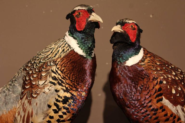 20th Century Taxidermy Blue Back Pheasant at 1stDibs
