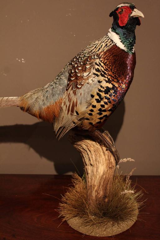 20th Century Taxidermy Blue Back Pheasant at 1stDibs
