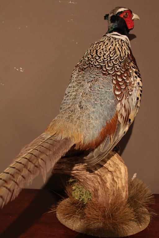 20th Century Taxidermy Blue Back Pheasant at 1stDibs