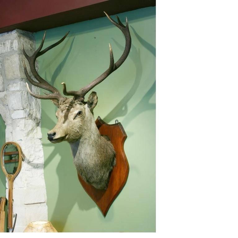 Vintage Taxidermy, Stags Head, Red Deer at 1stDibs | stag head ...