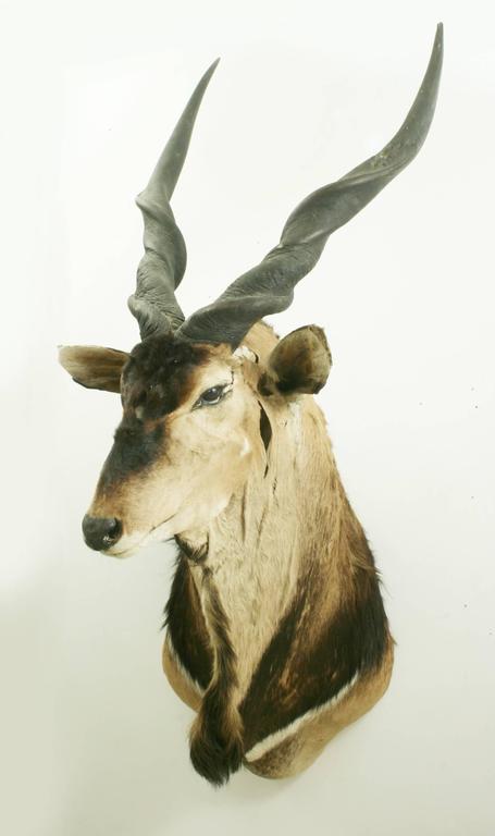 Giant Eland Taxidermy Mount at 1stDibs | eland mount, giant eland horns ...